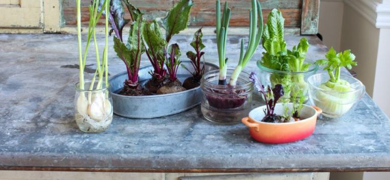 How to Regrow Vegetable Scraps - Simple Bites
